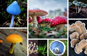 Los Hongos Más Bonitos del Mundo: Cuáles Son y Dónde se Encuentran