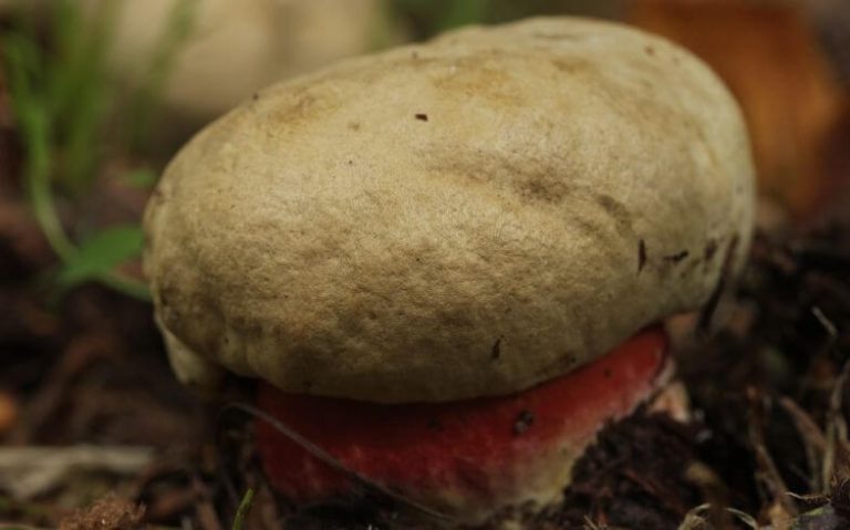 Boletus satanas: uno de los boletus más tóxicos