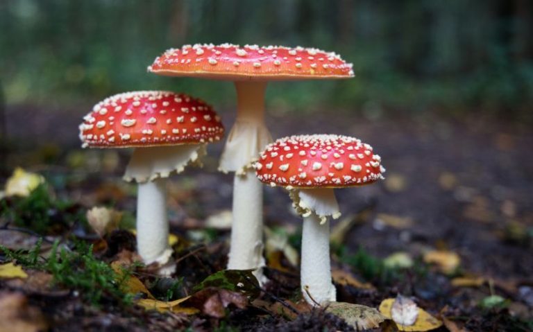 Reino Fungi: qué es, tipos y características