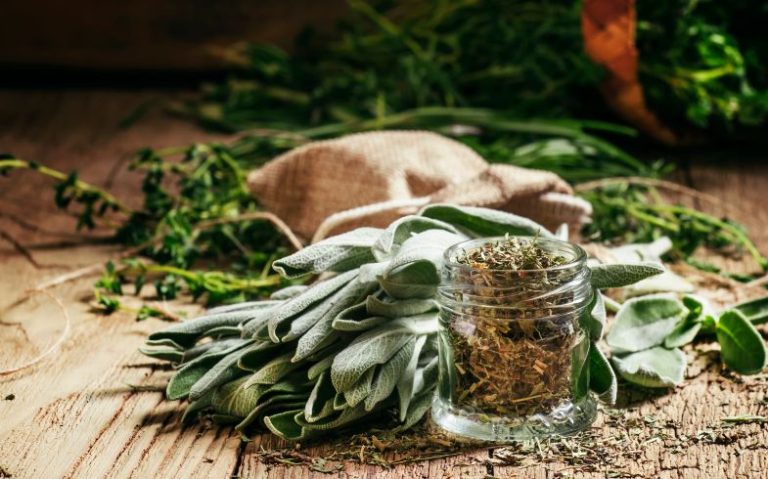 Salvia divinorum: historia, características y efectos