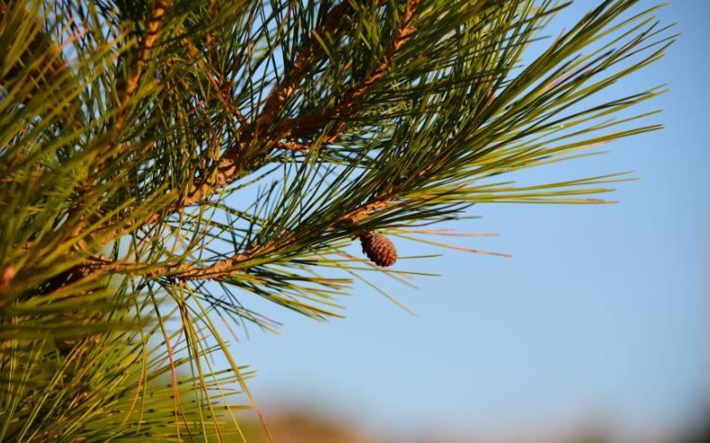 Pinus halepensis: el hábitat natural de nuestros bosques