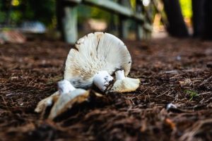 Fredolic: una seta exquisita de nuestros bosques
